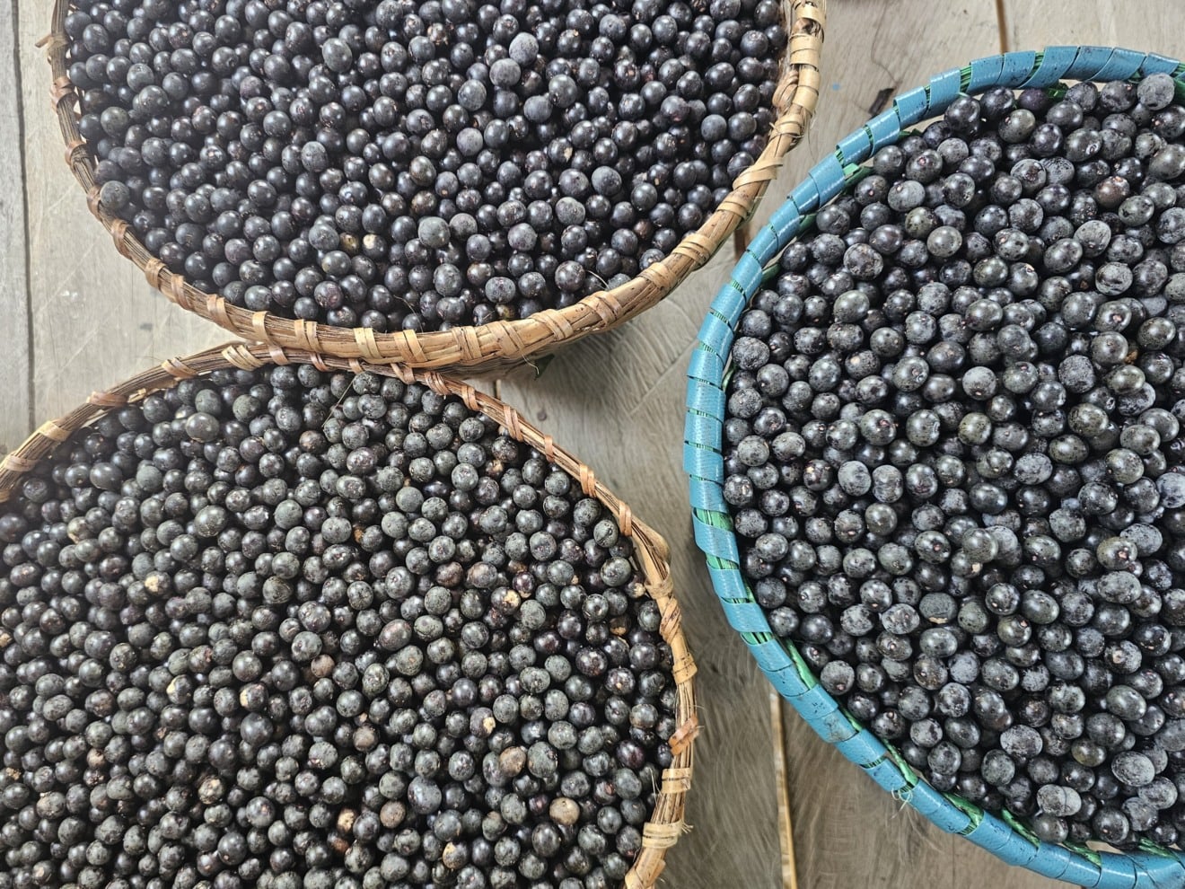 Açaí ganha força fora do Pará e plantações na Bahia impressionam ...